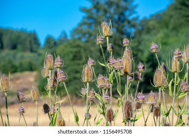 108 Oregon thistles Images, Stock Photos & Vectors | Shutterstock