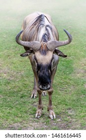 406 Gnu face Images, Stock Photos & Vectors | Shutterstock