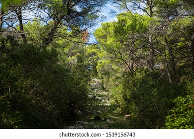 Wildfire Buffer Zone Forest On Island Stock Photo (Edit Now) 1539156743