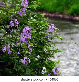 Butterfly Settle On Blue Princess Verbena Stock Photo 1486298957 ...