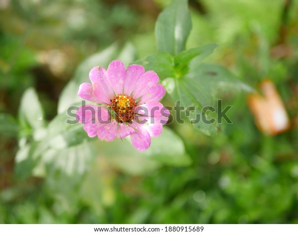 Wildgrowing Flowers Infested Insects Stock Photo 1880915689 | Shutterstock