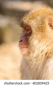 Wildness Monkey Side Profile Stock Photo 401839423 | Shutterstock