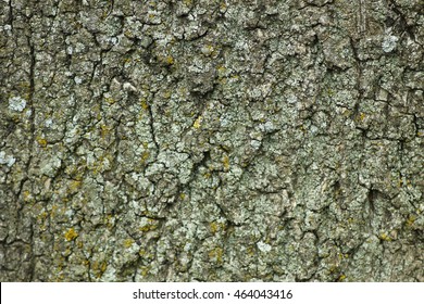2,241 Willow bark texture Images, Stock Photos & Vectors | Shutterstock