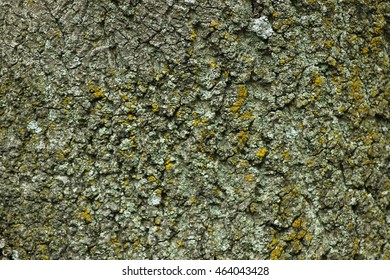 2,241 Willow bark texture Images, Stock Photos & Vectors | Shutterstock