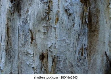 2,241 Willow bark texture Images, Stock Photos & Vectors | Shutterstock