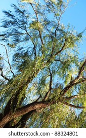 Willow Tree Stock Photo 88324801 | Shutterstock
