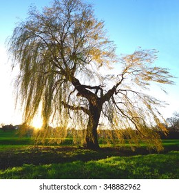 8,486 Willow tree sunset Images, Stock Photos & Vectors | Shutterstock