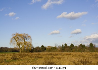 Willow Tree Wind Stock Photo 5111491 | Shutterstock