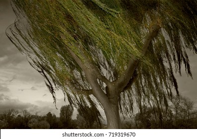 195 Willow tree blowing in the wind Images, Stock Photos & Vectors ...