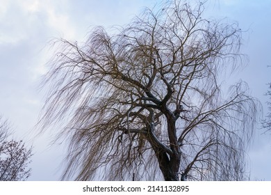 Willow Tree Winter Wind Background Copy Stock Photo 2141132895 ...