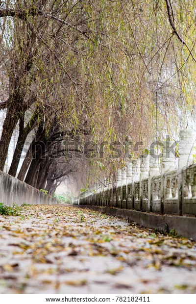 Willowy Trees Alongside Path Stone Railings Stock Photo 782182411 ...