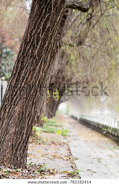 Willowy Trees Alongside Path Stone Railings Stock Photo 782182414 ...