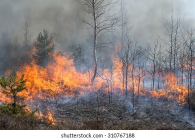 Wildfire Burning Spreading Out Human Forest Foto stock 1243699528 ...