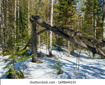 515 Deadfall tree Images, Stock Photos & Vectors | Shutterstock