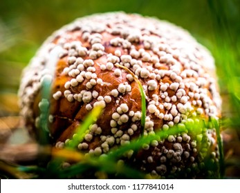 389 imágenes de Mouldy apple - Imágenes, fotos y vectores de stock ...