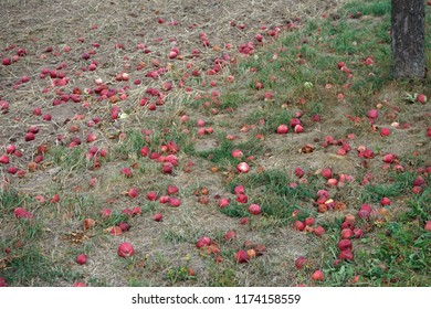 Windfall Red Apples Under Tree Stock Photo 1174158559 | Shutterstock