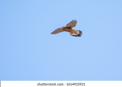 Windhover Images, Stock Photos & Vectors | Shutterstock
