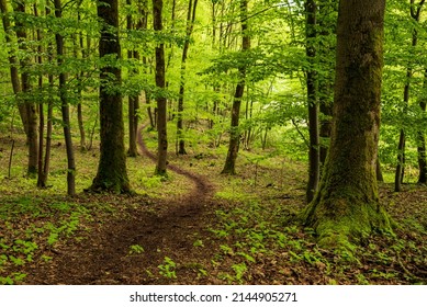 6,552 Winding Path Through Forest Images, Stock Photos & Vectors ...