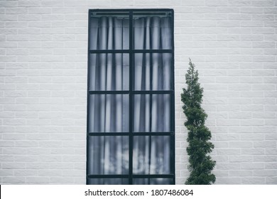 Window Tree White Background Stock Photo 1807486084 | Shutterstock
