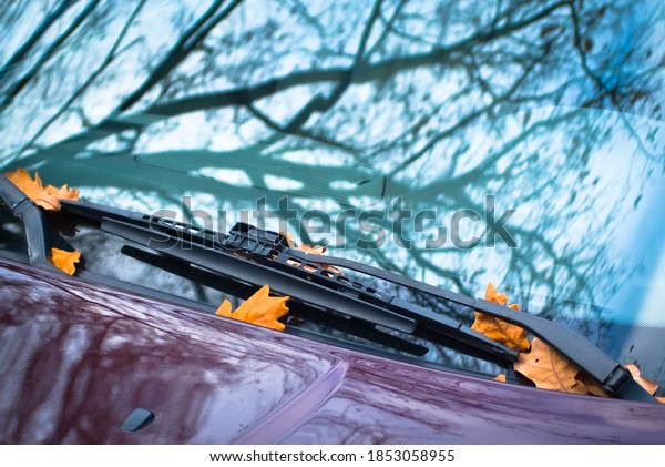 the windshield of the car and the reflection of trees in it. autumn ...