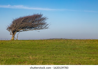 Windswept land Images, Stock Photos & Vectors | Shutterstock