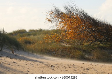 Windy Beach Stock Photo 680075296 | Shutterstock