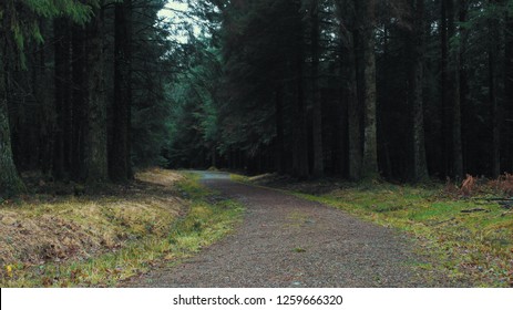 Windy Forest Path Stock Photo 1259666320 | Shutterstock