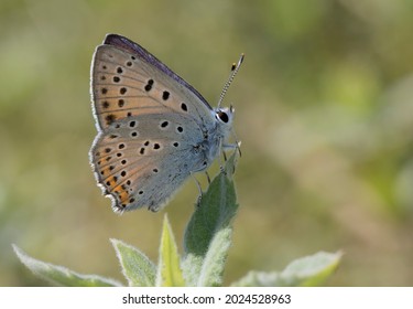 1,376 Blue copper butterfly Images, Stock Photos & Vectors | Shutterstock