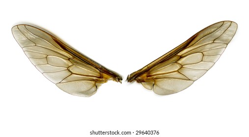 Wings Stock Photo 29704063 | Shutterstock