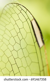 Dragonfly wing texture Images, Stock Photos & Vectors | Shutterstock