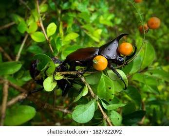 654 Hard shell beetle Images, Stock Photos & Vectors | Shutterstock