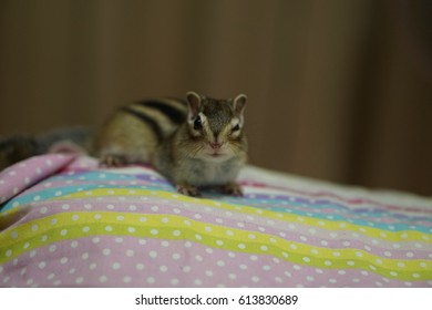 Stock Photo and Image Portfolio by NungAum | Shutterstock