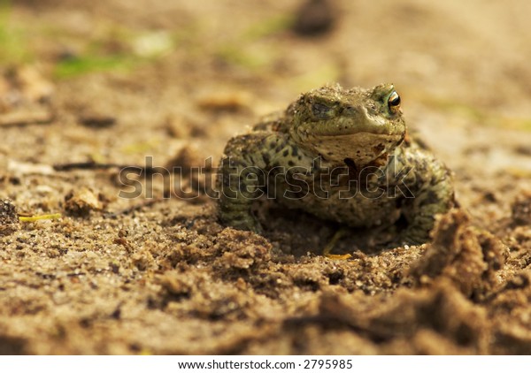 Winking Toad Stock Photo 2795985 | Shutterstock