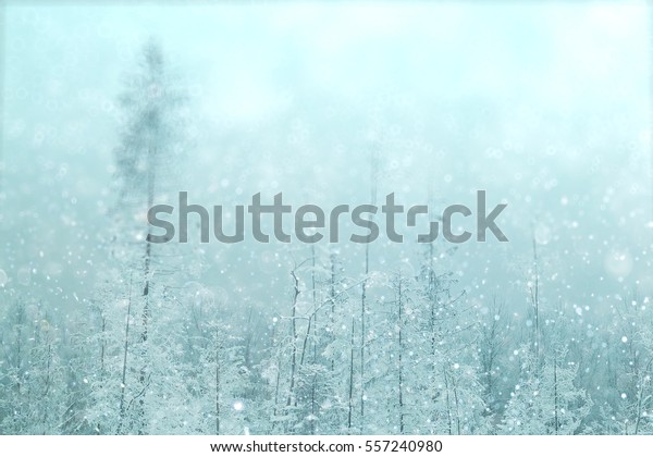 Winter Forest Blurred Background Snow Landscape Stock Photo 557240980 ...