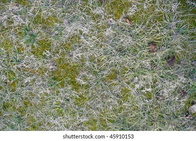 Green Grass Water Stock Photo 1919547149 | Shutterstock