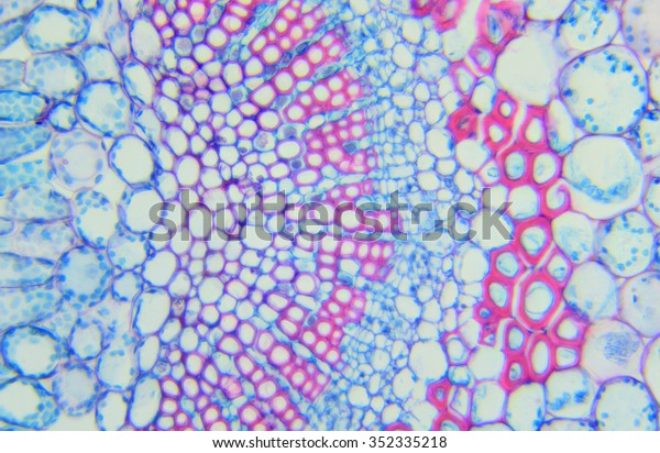 Winter Jasmine Leaf Under Microscope Leaf Stock Photo (Edit Now) 352335218
