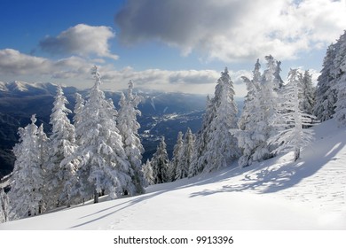 Winter Landscape Pine Trees Covered By Stock Photo 9913396 | Shutterstock