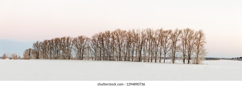 Winter Landscape Row Bare Trees Among ภาพสต็อก 1294890736 | Shutterstock