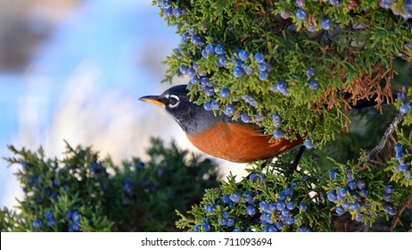 1,309 North american robins Images, Stock Photos & Vectors | Shutterstock