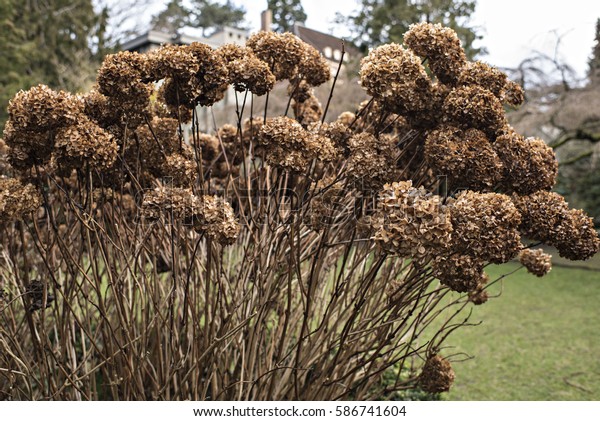 Winter Rust Colored Giant Hydrangea Flowers Stock Photo (Edit Now ...