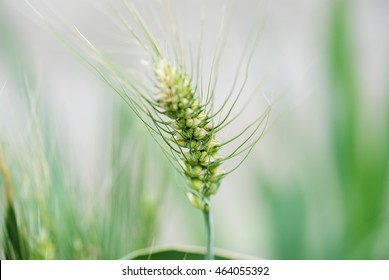 8,854 Winter rye Images, Stock Photos & Vectors | Shutterstock