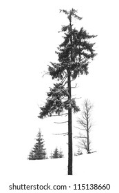 High Detail Vintage Illustration Grand Fir Stock Vector (Royalty Free ...