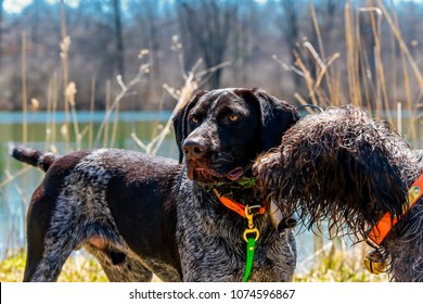 Wirehaired Pointing Griffon German Wirehaired Pointer Stock Photo 1074596867 | Shutterstock