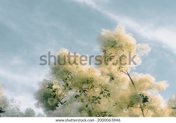Wispy White Smoke Tree Continus Coggygria Stock Photo 2000063846 ...