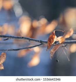 Withered Cherry Tree Winter Stock Photo 1536643346 | Shutterstock