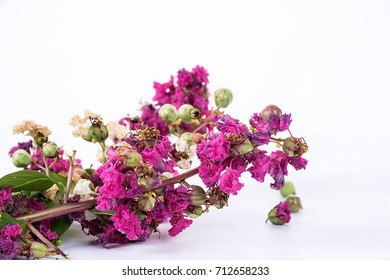 Withered Crape Myrtle Stock Photo 712658233 | Shutterstock