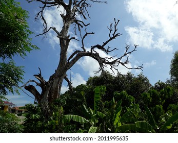 Withered Dead Mango Tree Front Yard Stock Photo 2011995635 | Shutterstock
