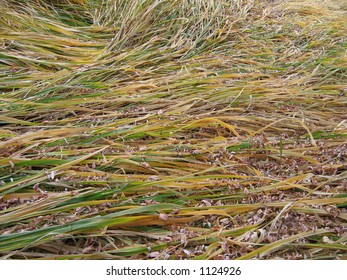 Withered Grass Stock Photo 1124926 | Shutterstock