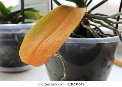 Withered Leaf Orchids Stock Photo 618704642 | Shutterstock