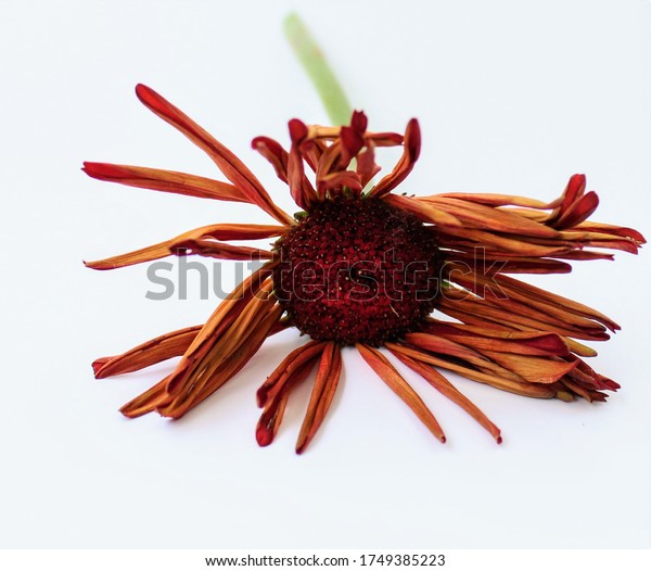 Withered Orange Gerbera Daisy Rustcolored Center Stock Photo (Edit Now ...